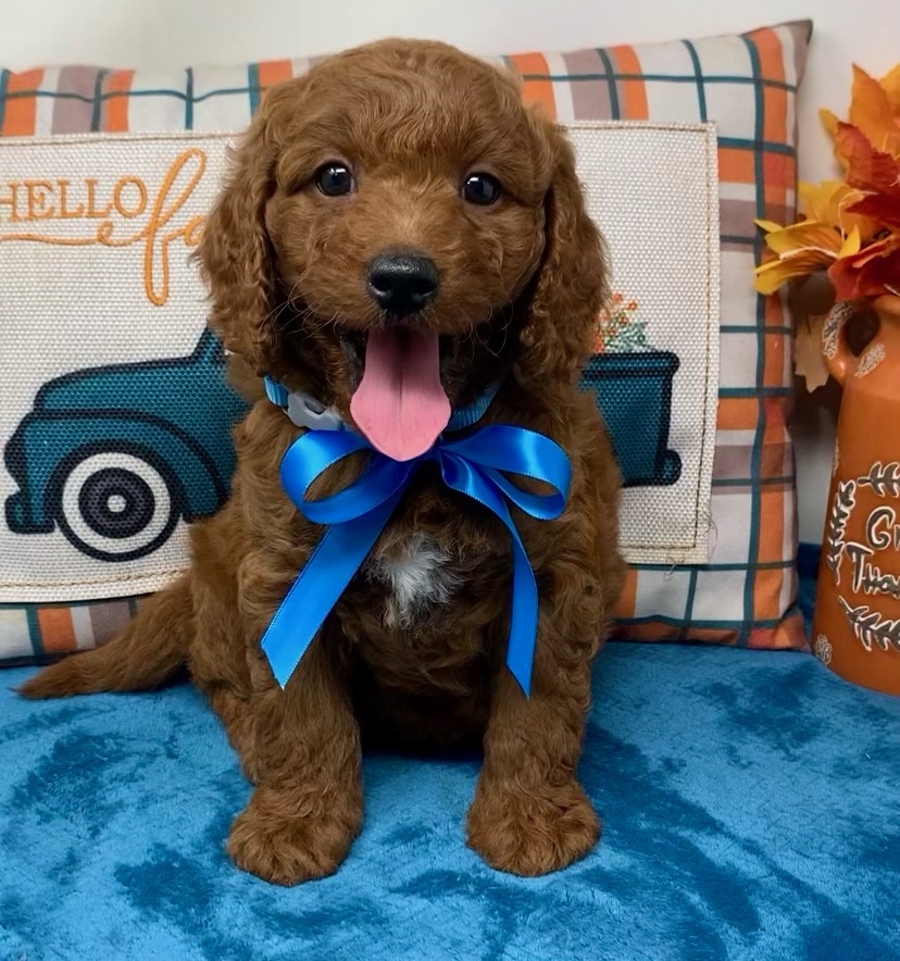 Goldendoodle Puppies TX